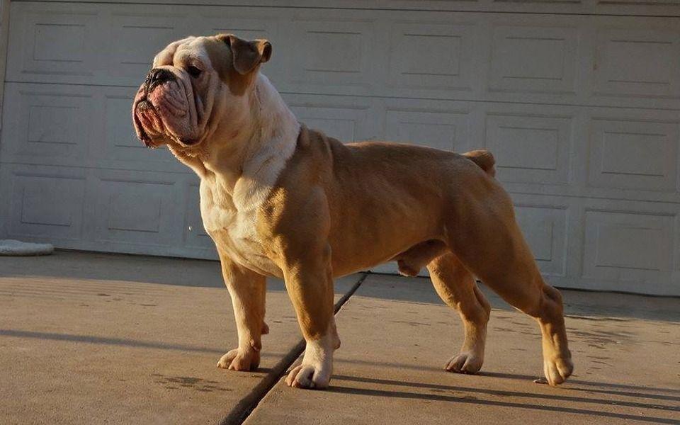 Pacific Bulldog